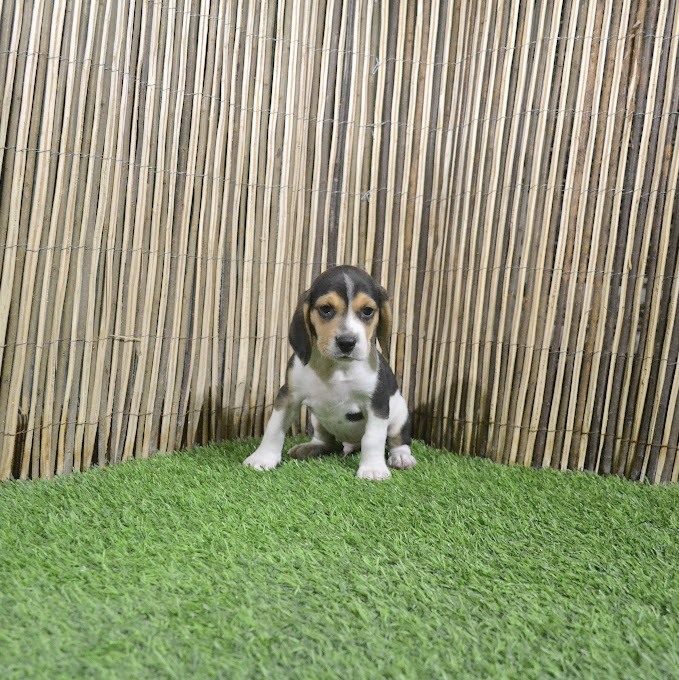 Beagle | Colita