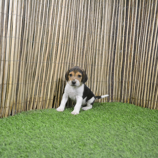 Beagle | Colita