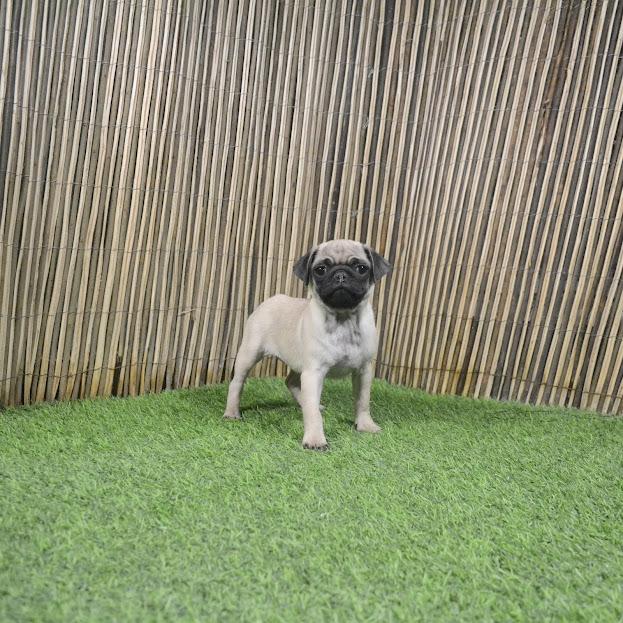 Carlino | Colita