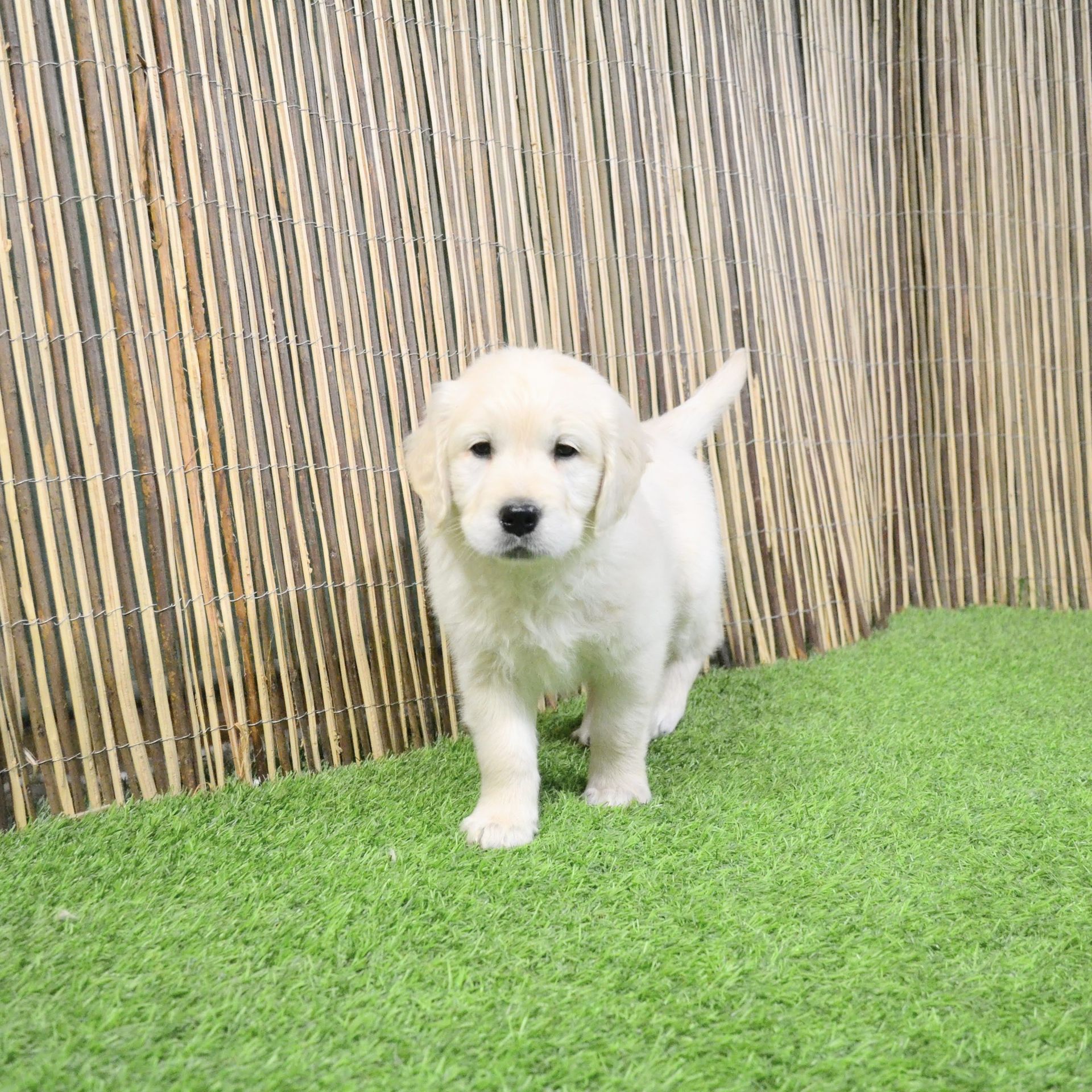 Golden Retriever | Colita