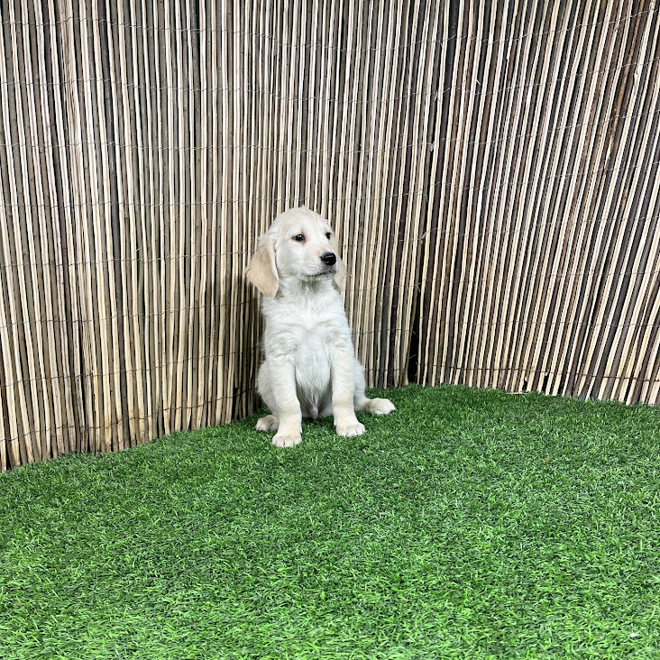 Golden Retriever | Colita