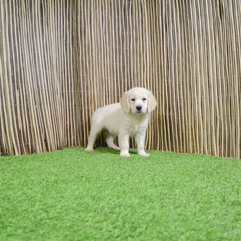 Golden Retriever | Colita