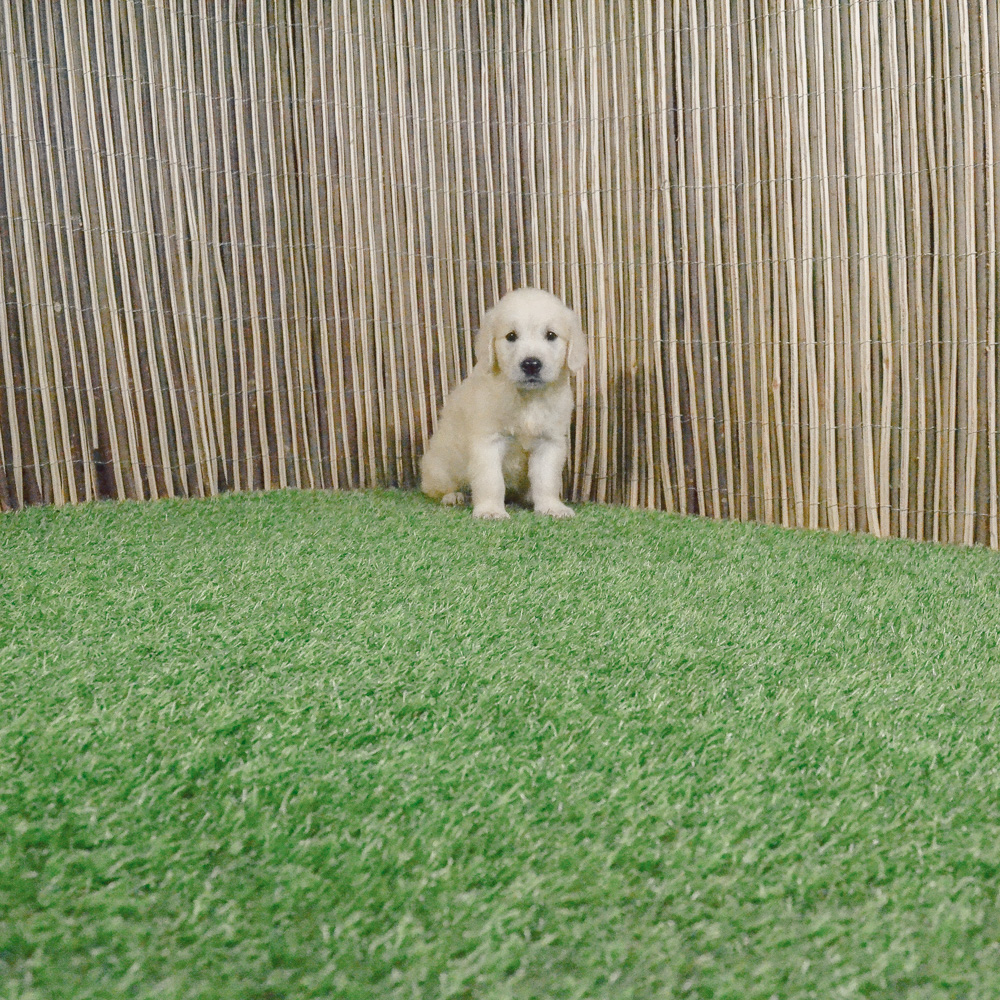 Golden Retriever | Colita