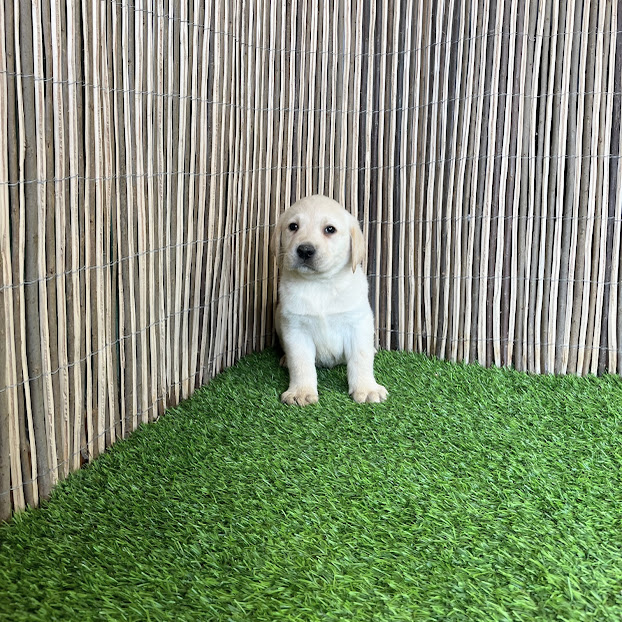 Labrador Retriever | Colita