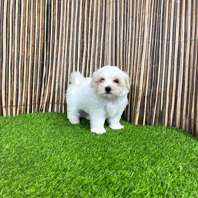 Bichón Maltés | Colita