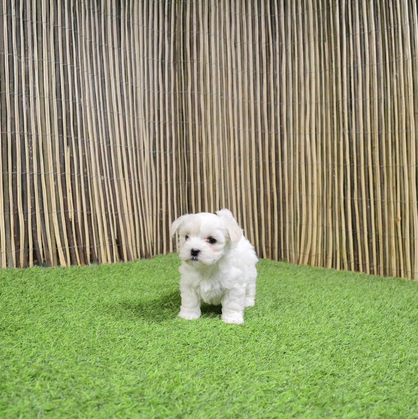 Bichón Maltés | Colita