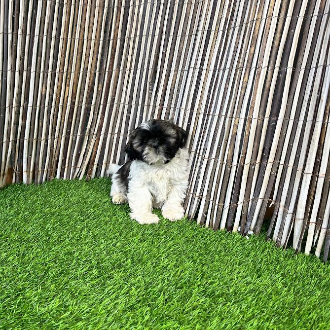Shih Tzu | Colita