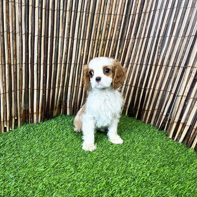 Cavalier | Colita