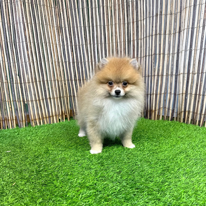 Pomerania | Colita