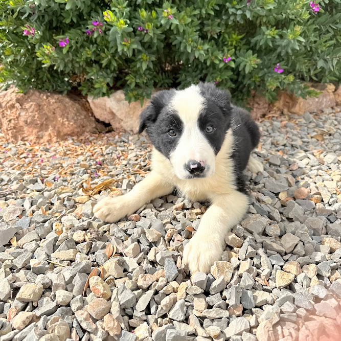 Border Collie | Colita