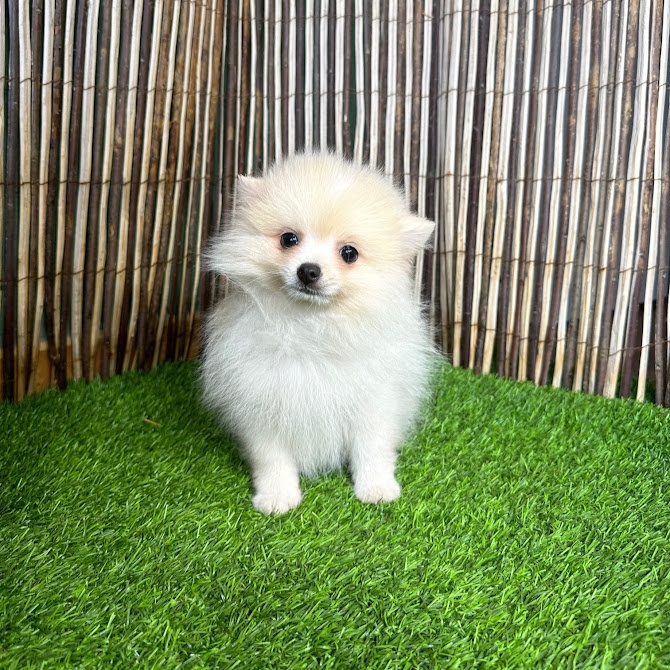 Pomerania | Colita