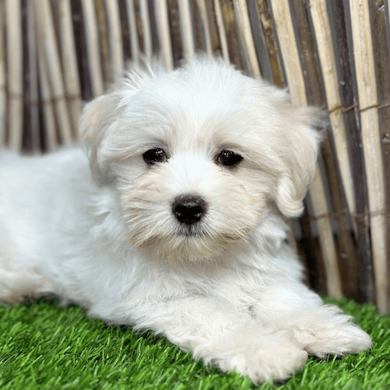 Bichón Maltés | Colita