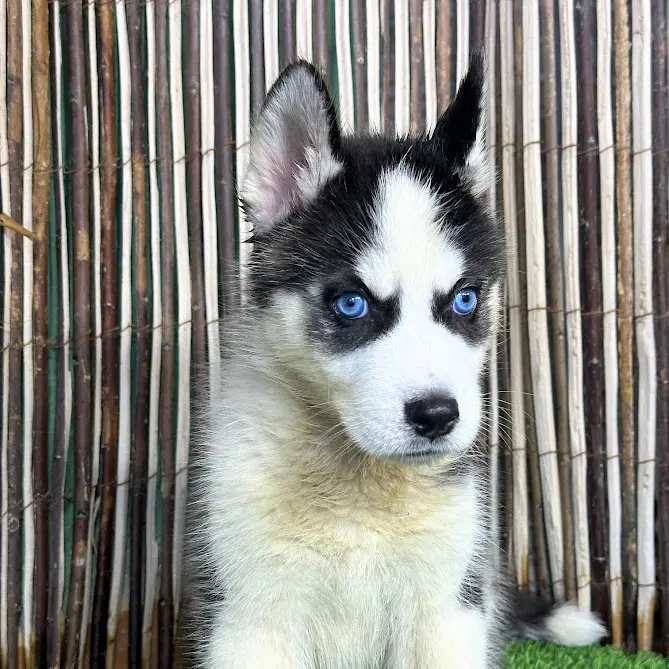 Husky | Colita