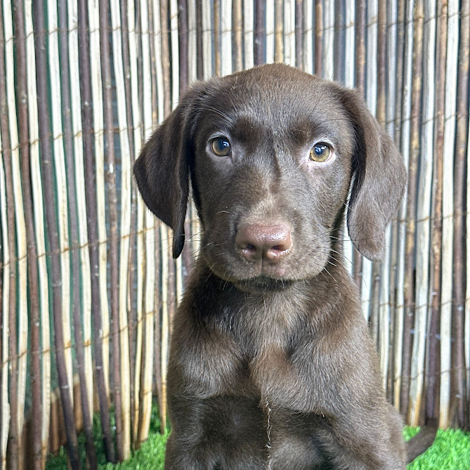 Labrador Retriever | Colita