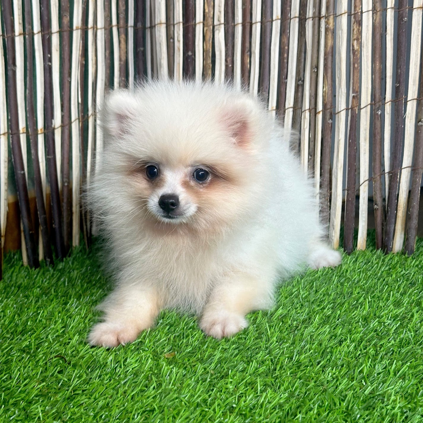 Pomerania | Colita