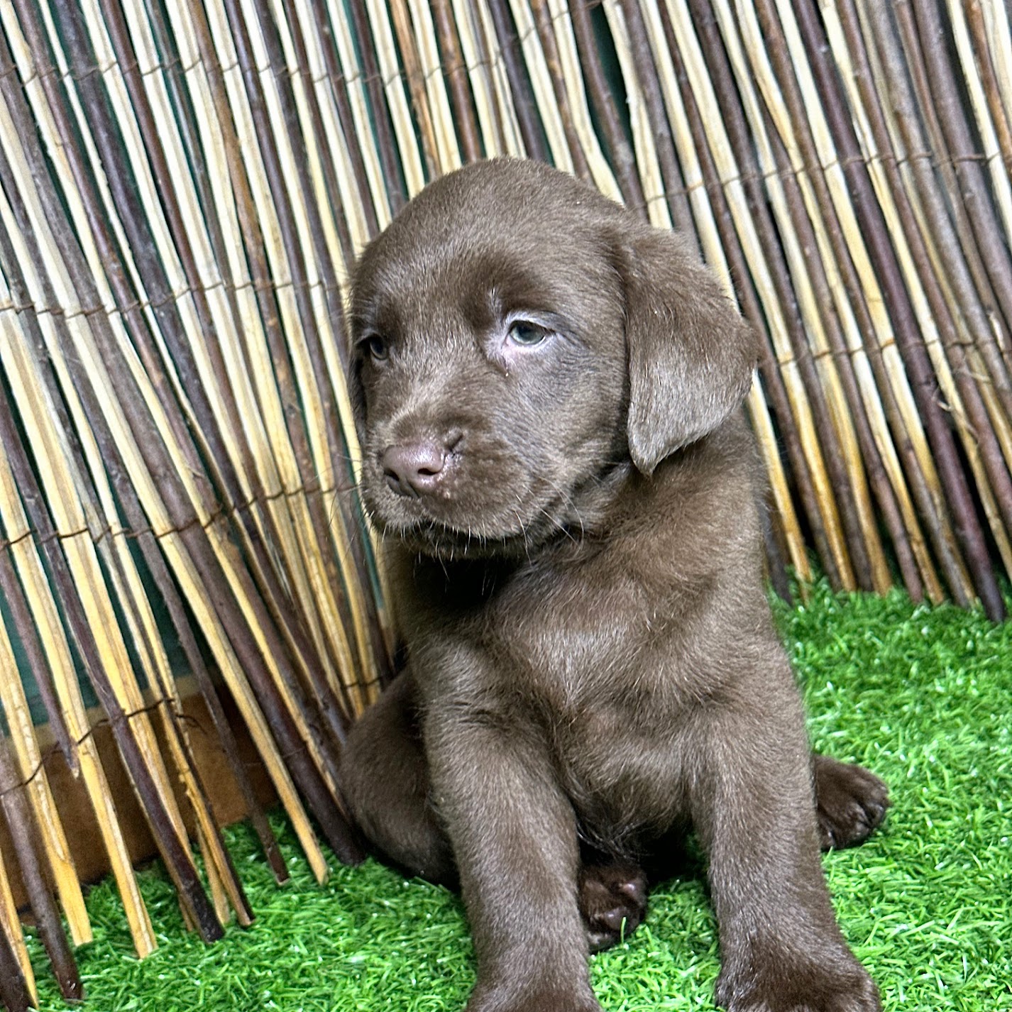 Labrador Retriever | Colita
