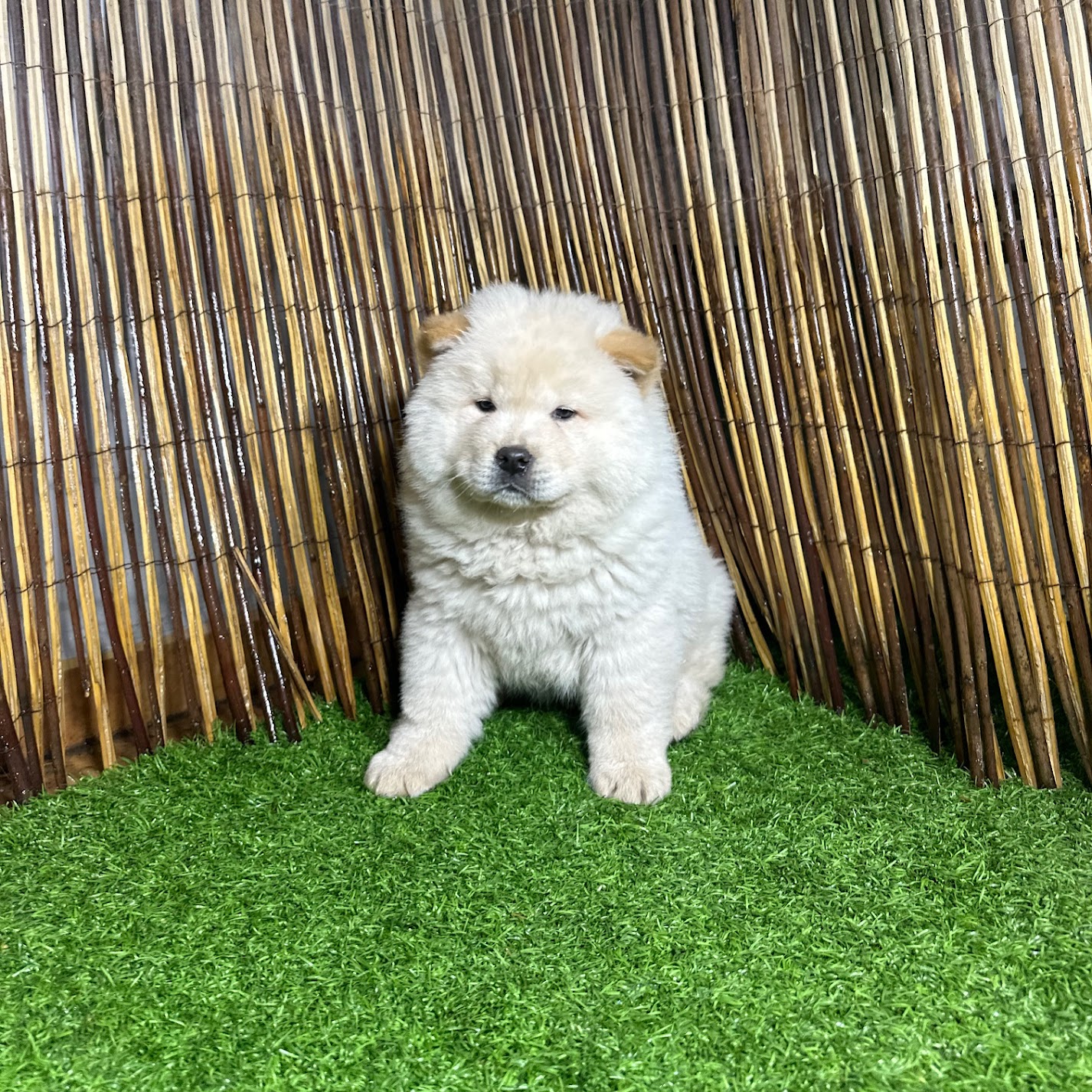 Chow Chow | Colita