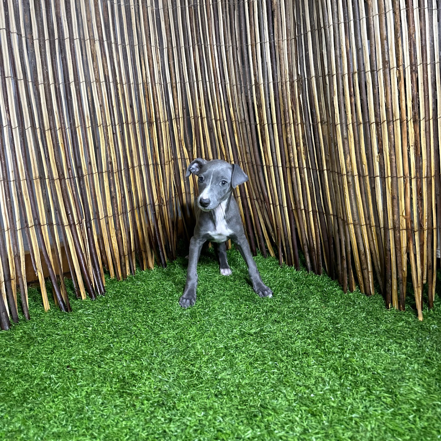 Galgo Italiano | Colita