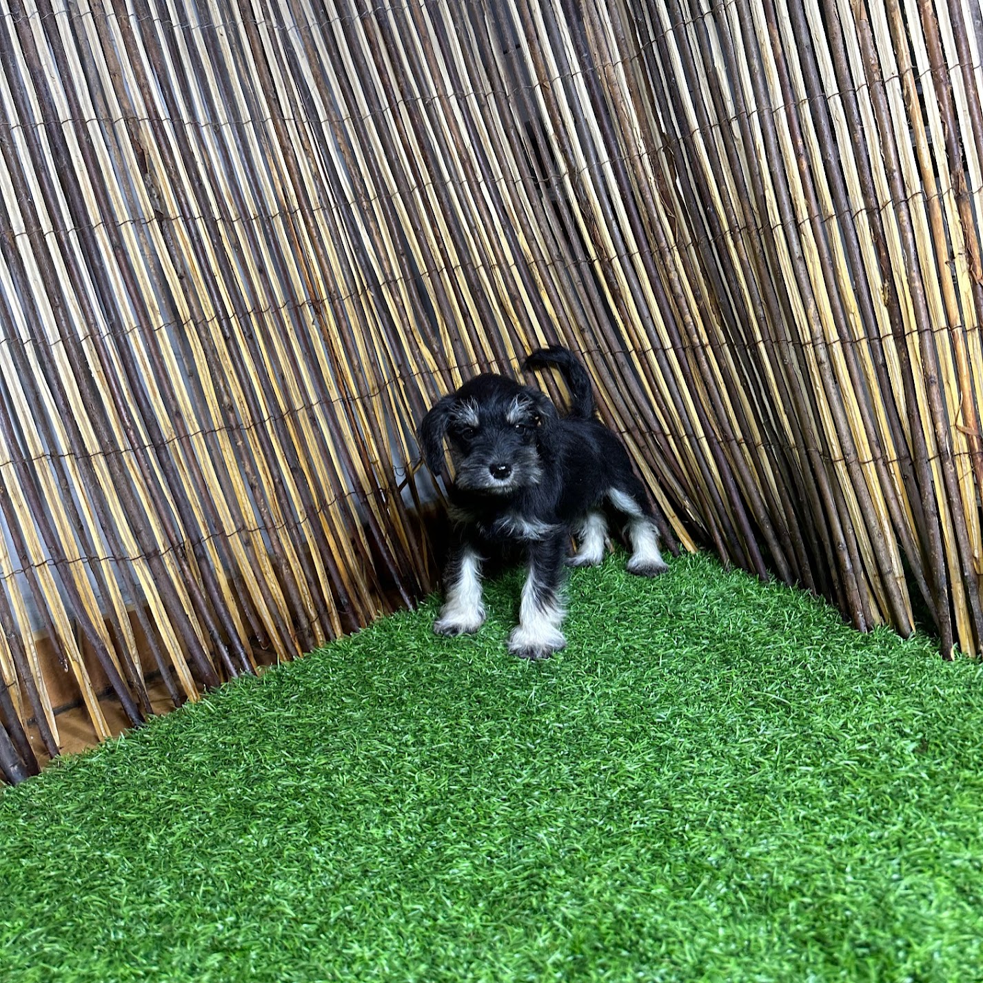 Schnauzer Miniatura | Colita