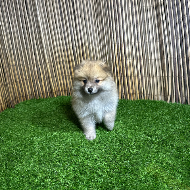 Pomerania | Colita