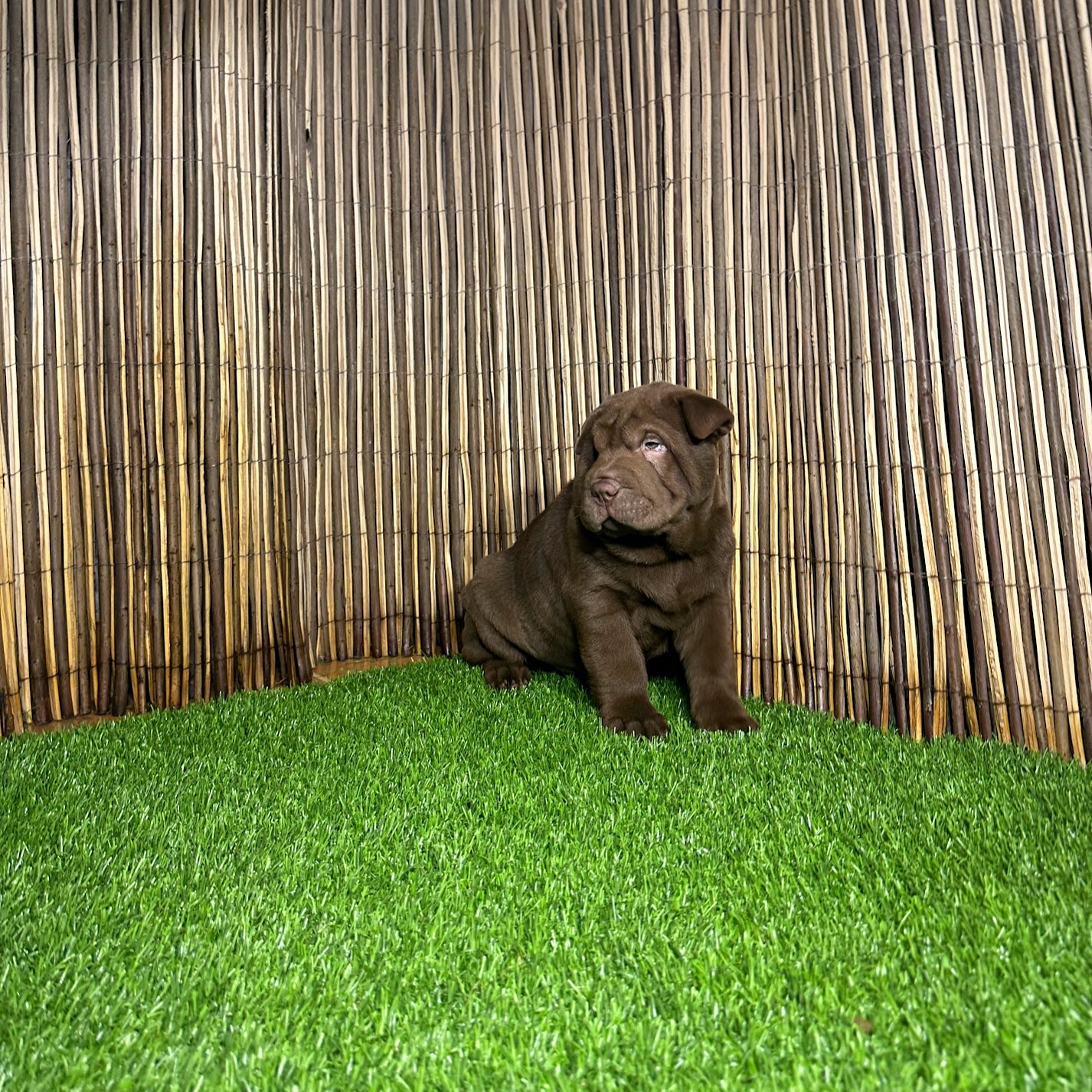 Shar Pei | Colita